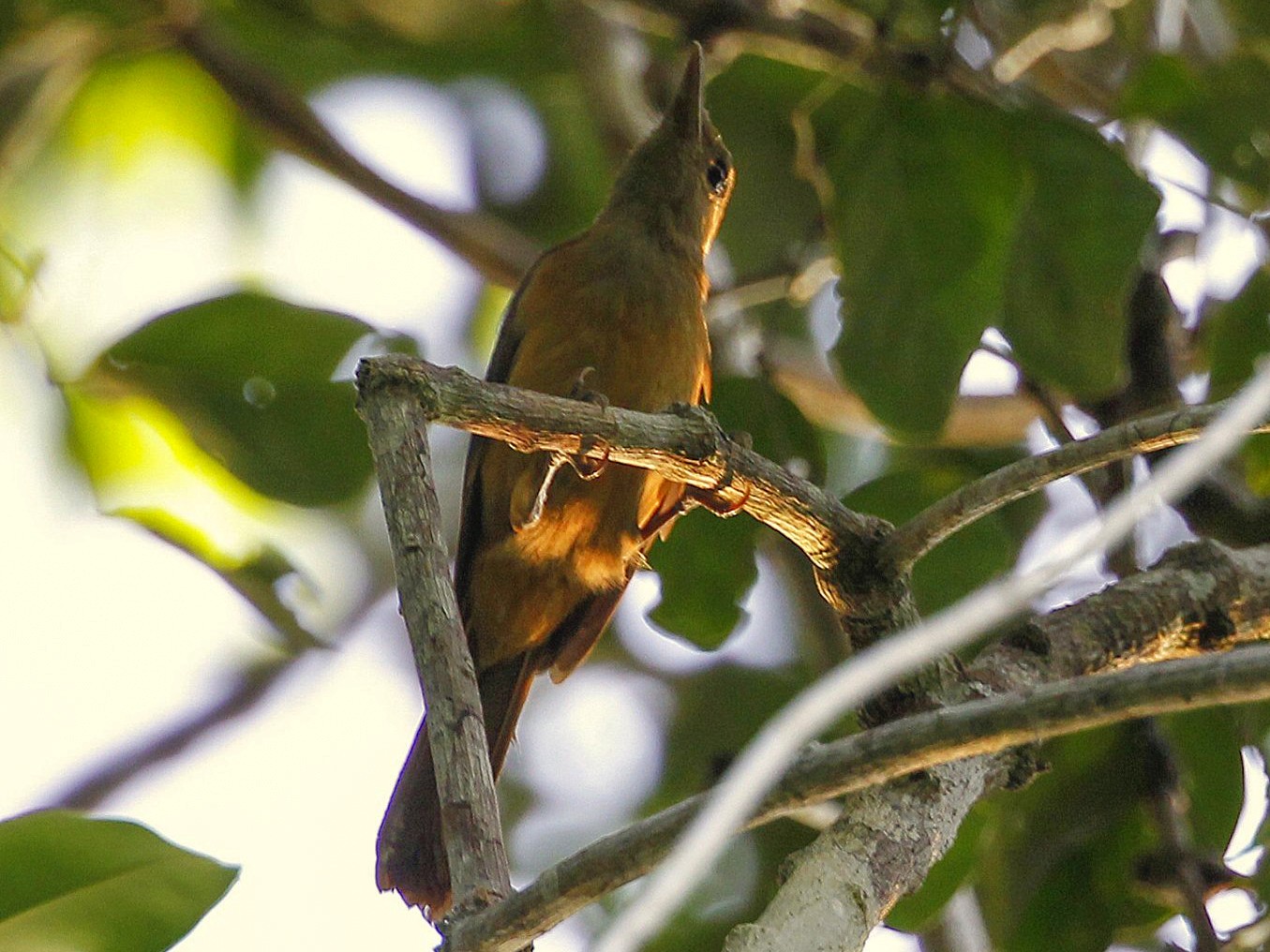 Northern Variable Pitohui - eBird