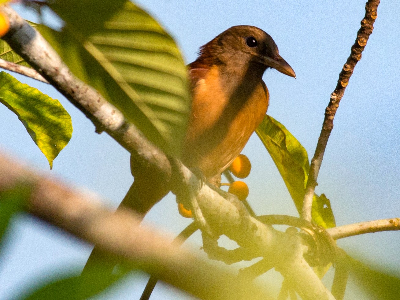 Variable Pitohui