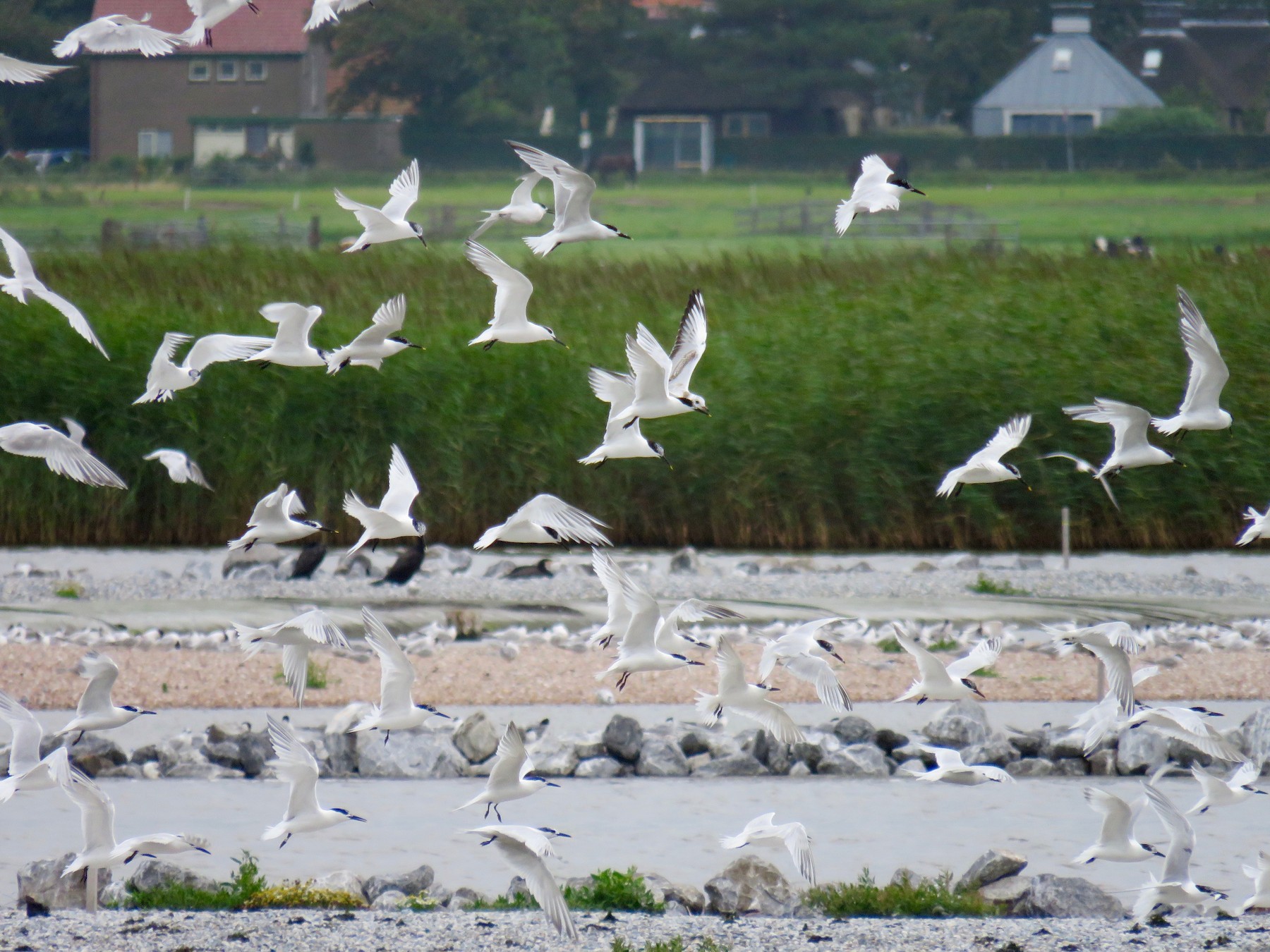 Gaviotín Pico Amarillo - eBird