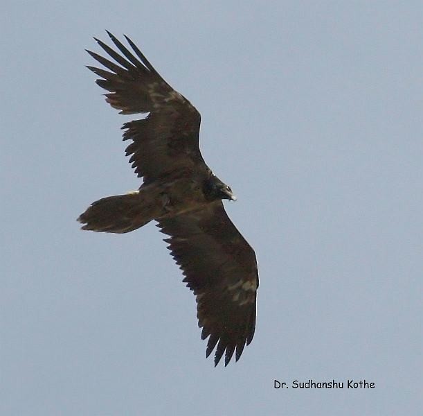 eBird Checklist - 15 Apr 2009 - Great Himalayan NP - 3 species