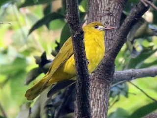 White-lored Oriole - eBird