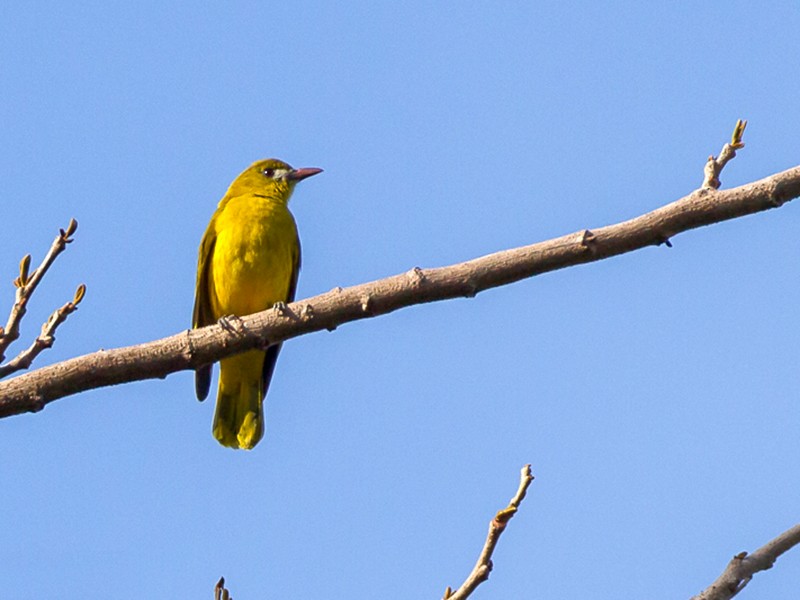 White-lored Oriole - eBird