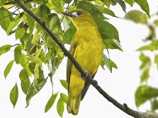 White-lored Oriole - eBird