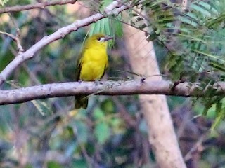 White-lored Oriole - eBird