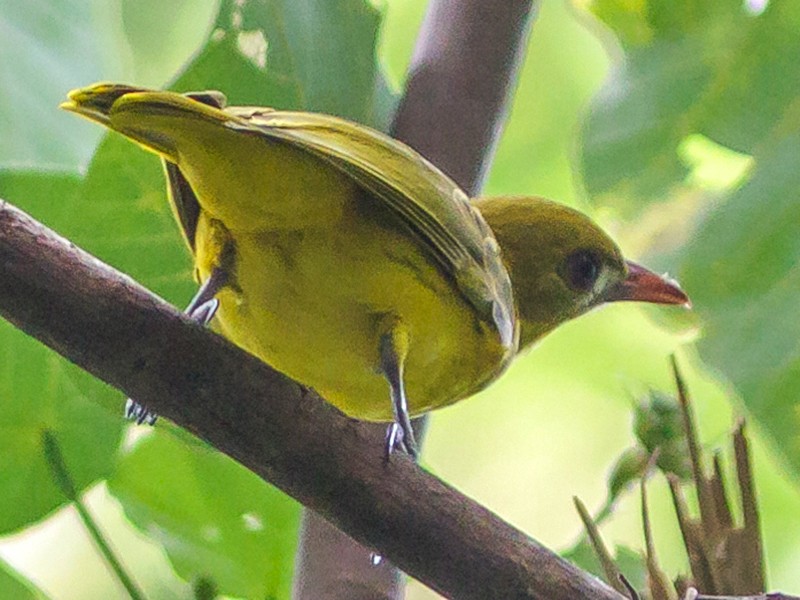 White-lored Oriole - eBird