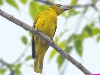 White-lored Oriole - eBird