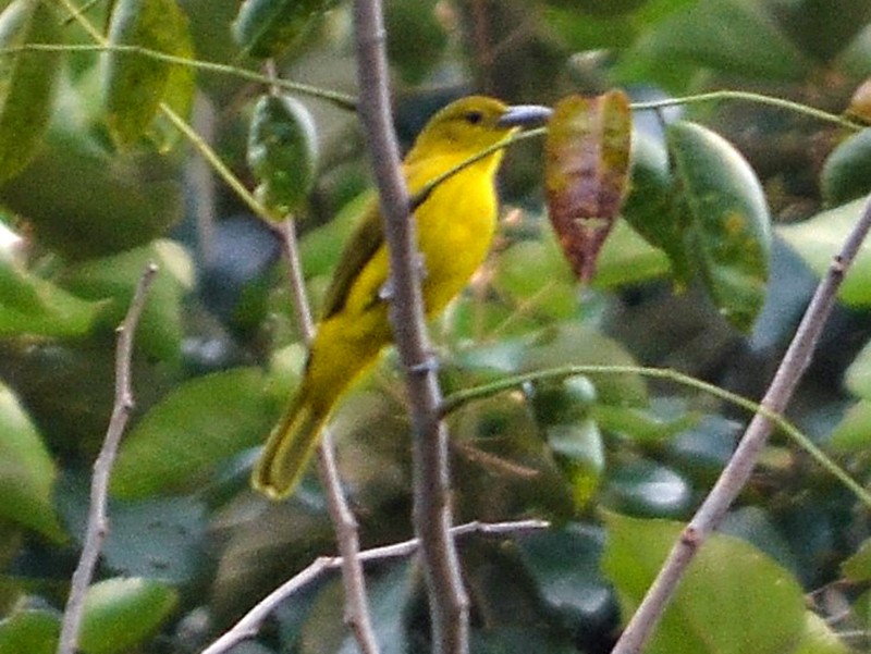 Isabela Oriole - eBird