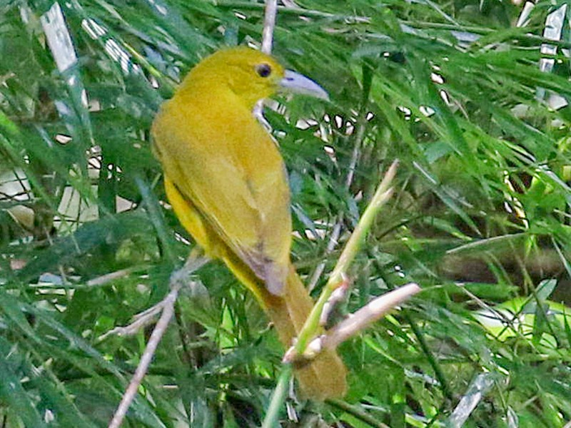 Isabela Oriole - eBird