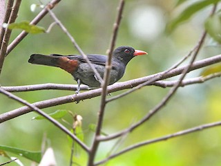 Black Oriole - eBird