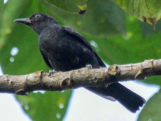 Black Oriole - eBird