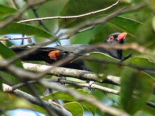 Black Oriole - eBird