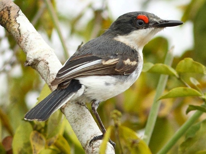 White-fronted Wattle-eye - eBird