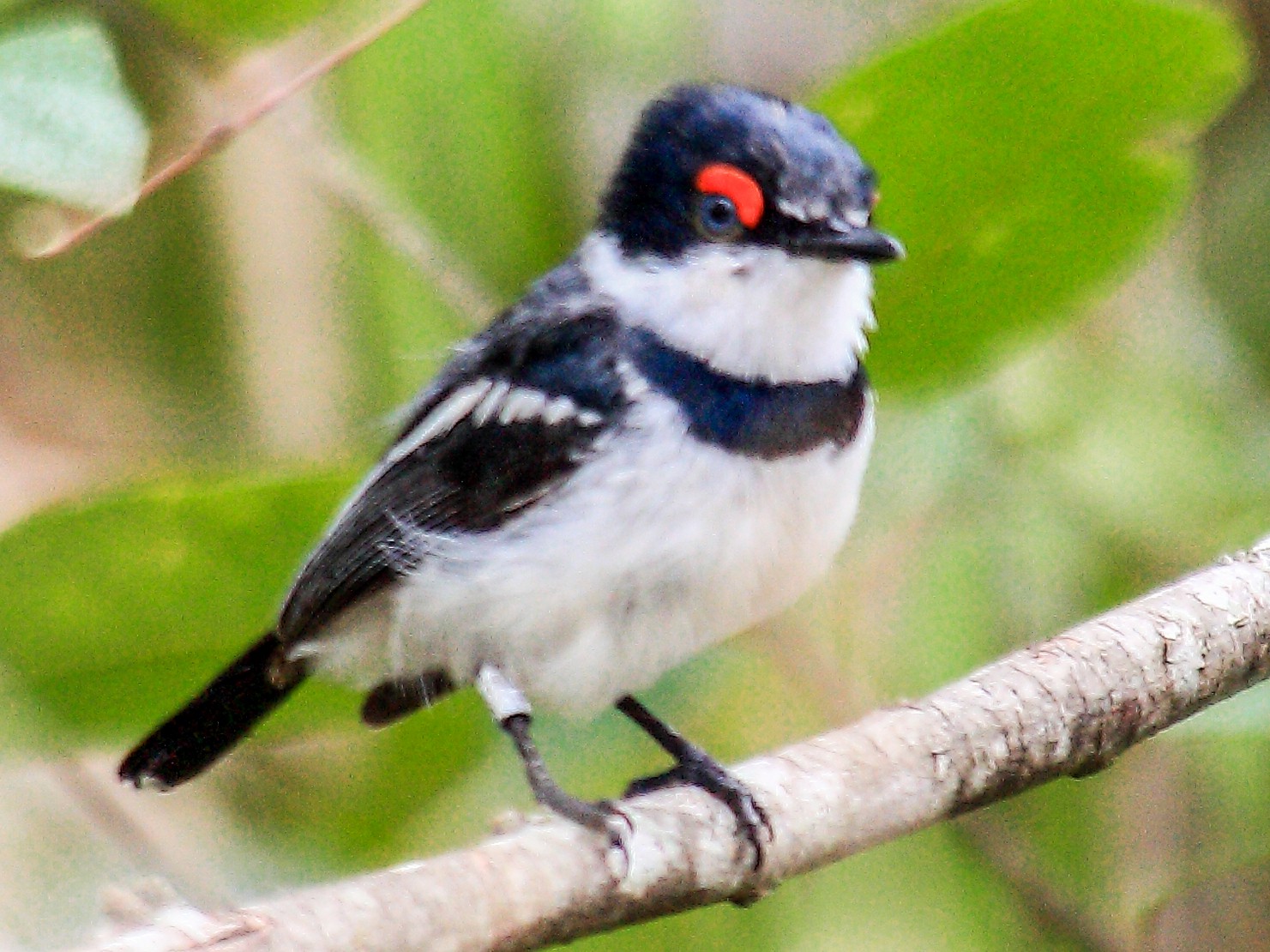 White-fronted Wattle-eye - eBird