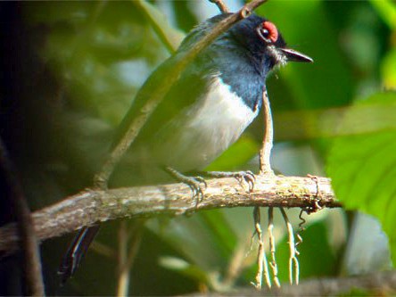 Banded Wattle-eye - eBird