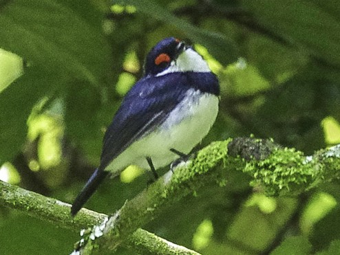 Banded Wattle-eye - eBird