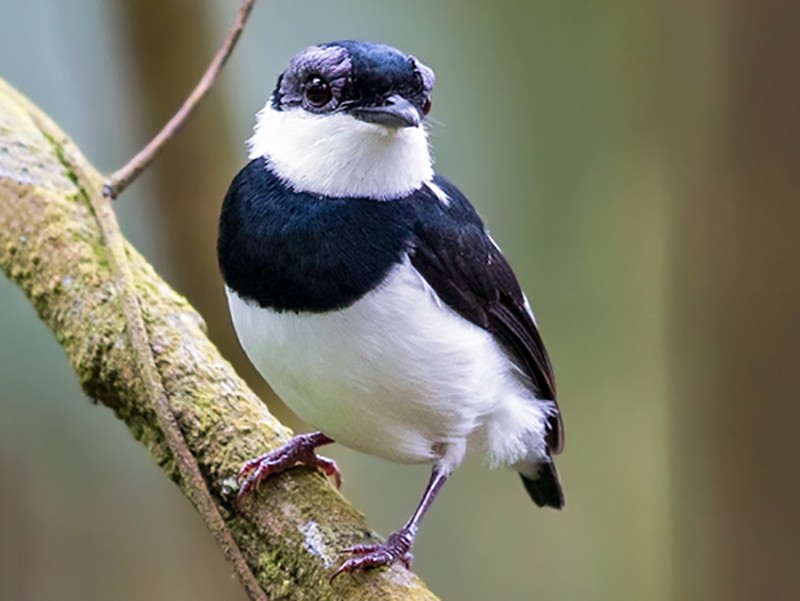 West African Wattle-eye - eBird