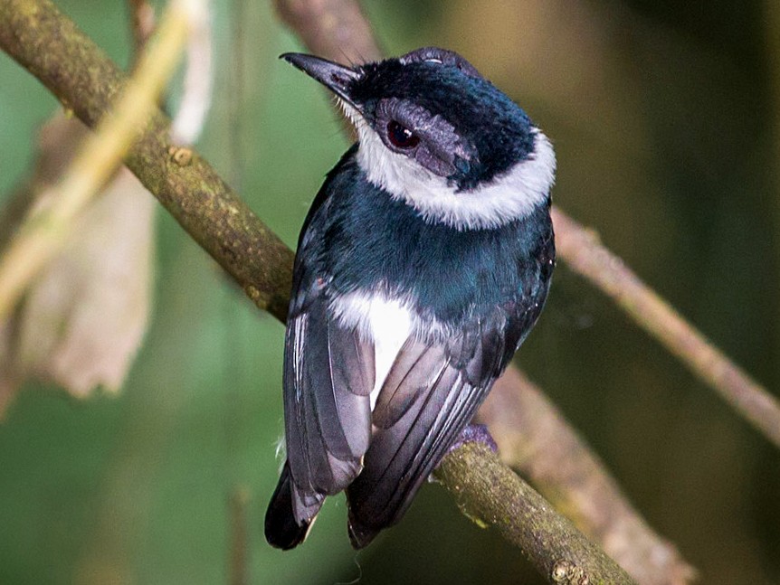 West African Wattle-eye - eBird