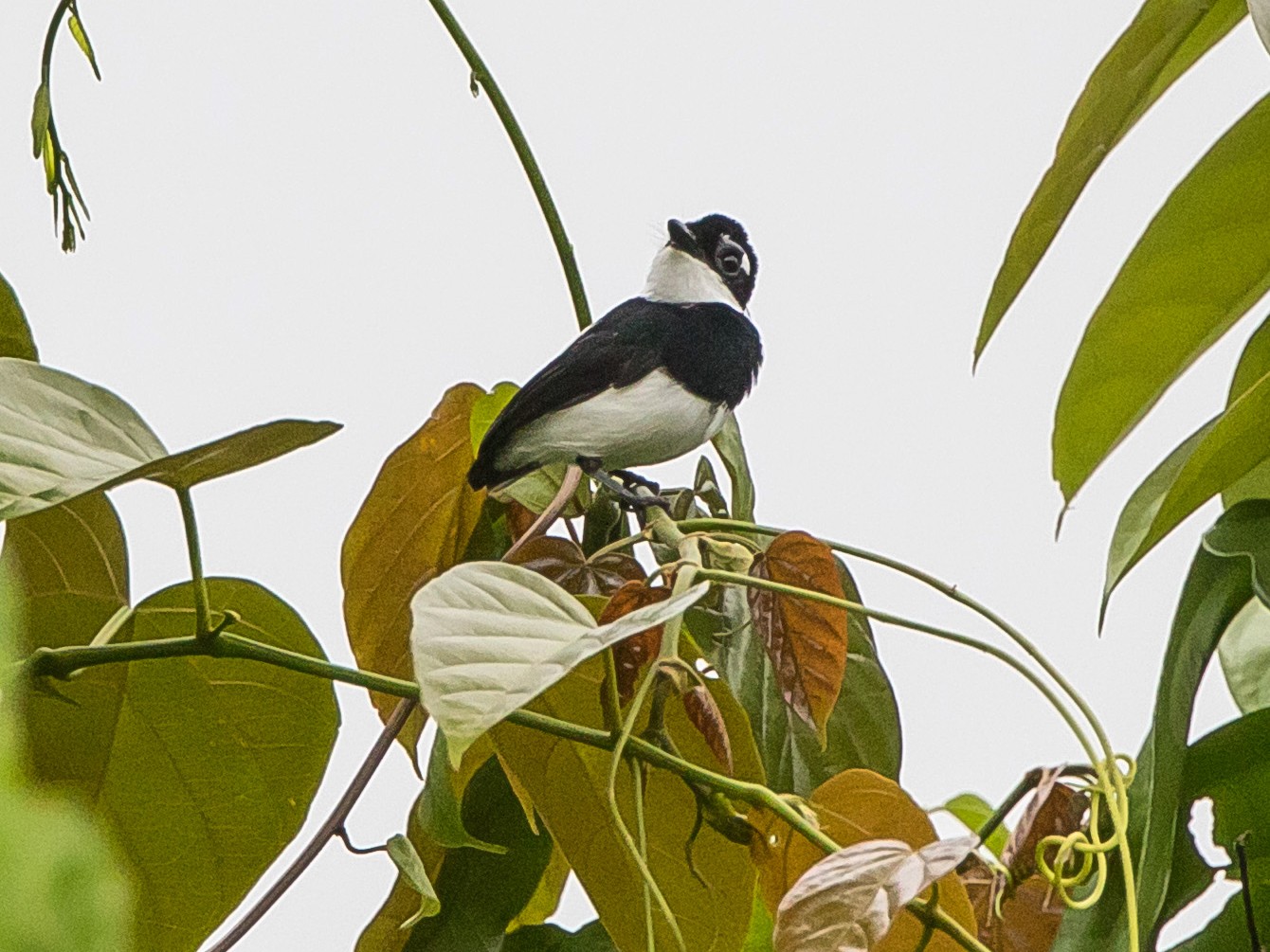 White-spotted Wattle-eye - eBird