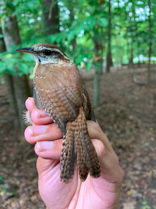 eBird Checklist - 12 Oct 2021 - Butterfield Home - 1 species