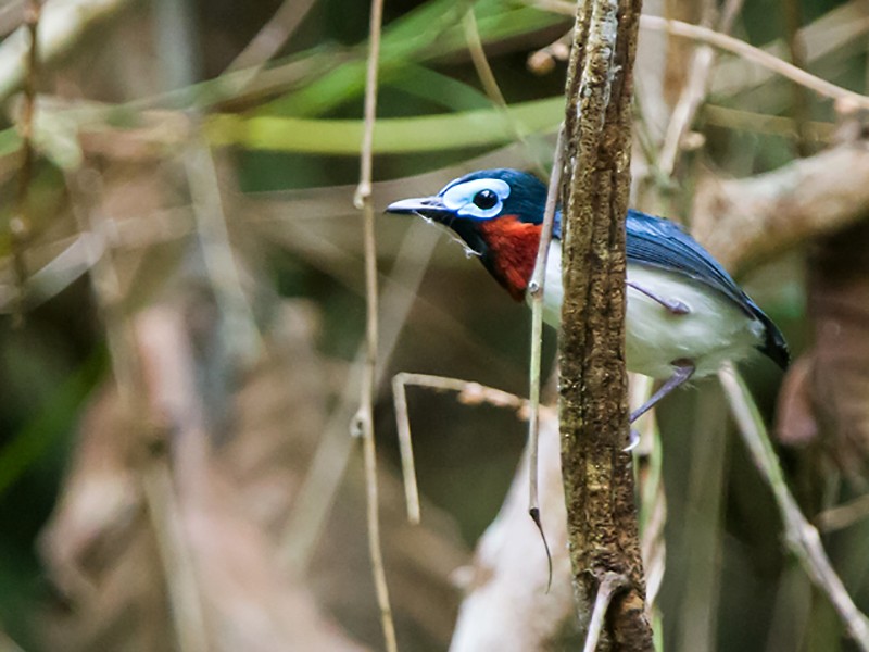 Red-cheeked Wattle-eye - eBird
