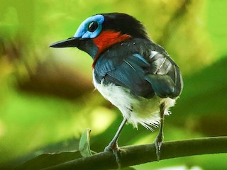 Red-cheeked Wattle-eye - eBird