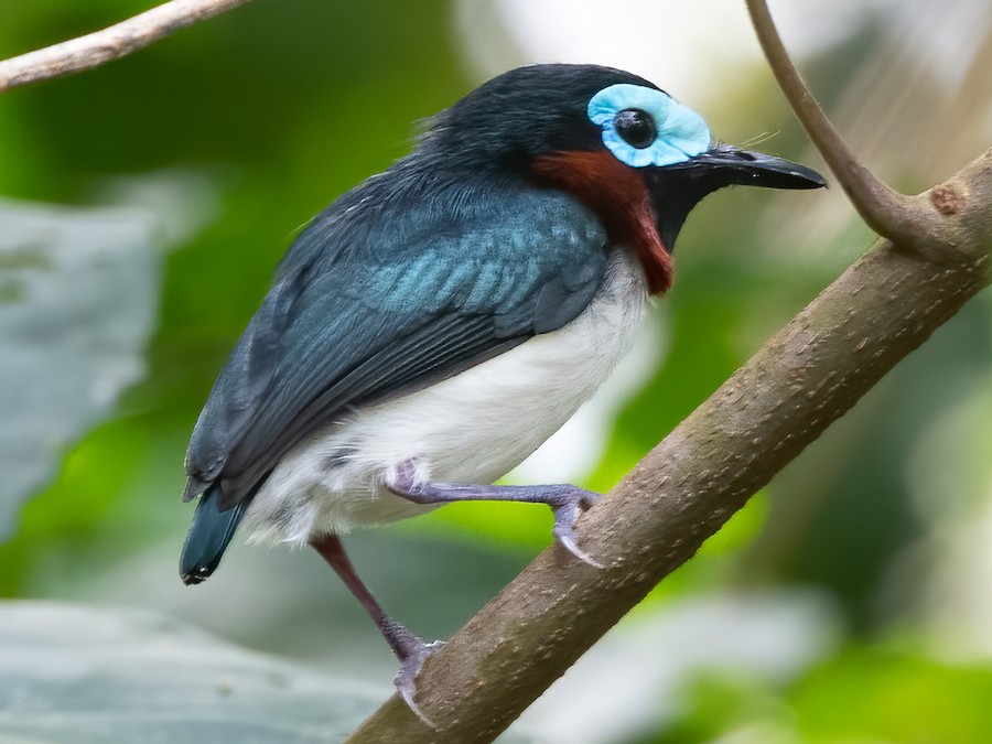 Red-cheeked Wattle-eye - eBird
