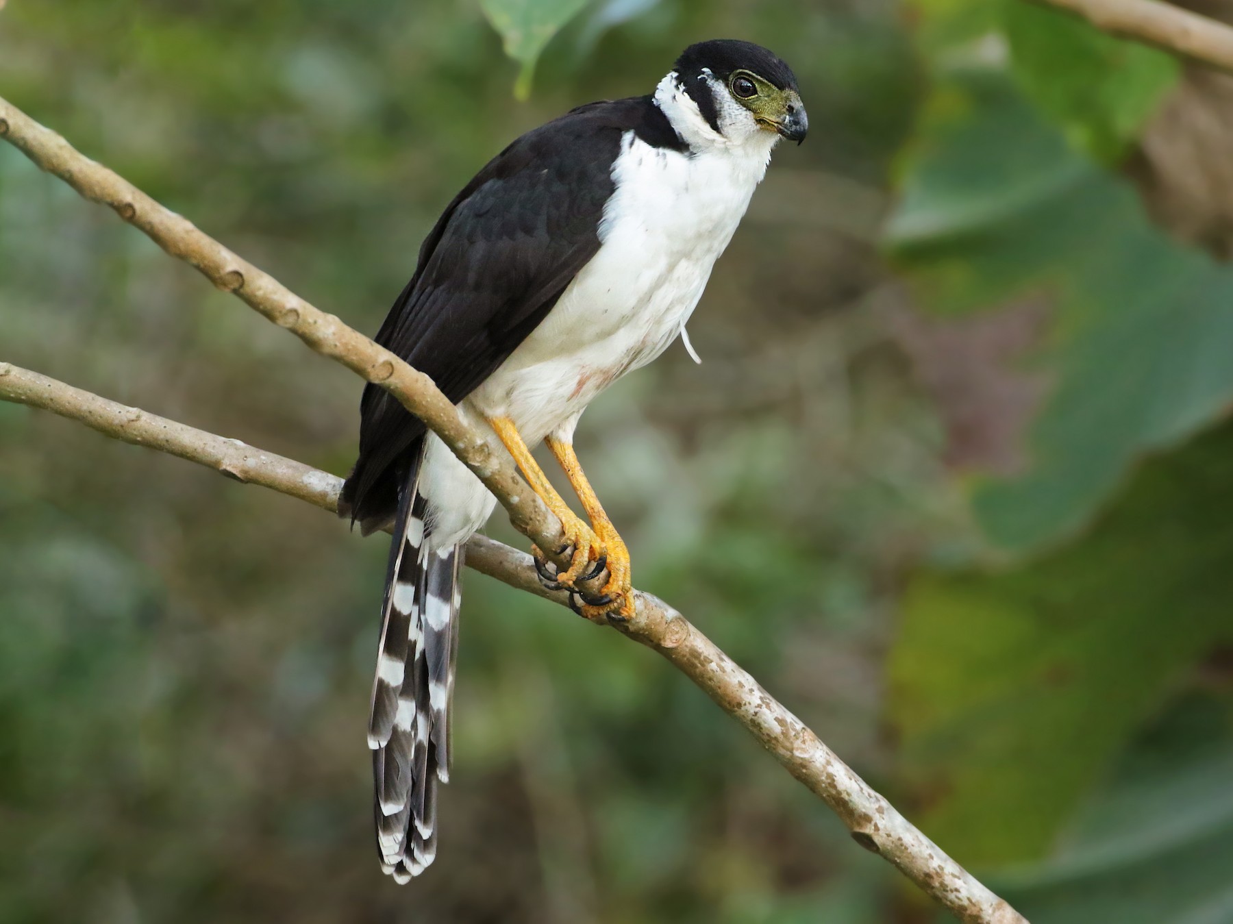 Collared Forest-Falcon - eBird