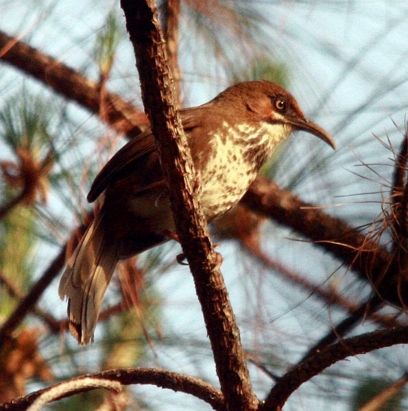eBird Checklist - 10 Mar 2012 - Naga Land - 1 species