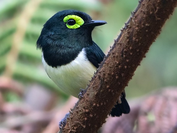 Black-necked Wattle-eye - eBird