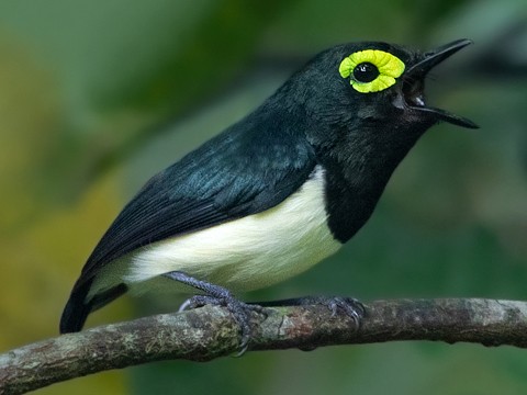 Black-necked Wattle-eye - Platysteira chalybea - Birds of the World