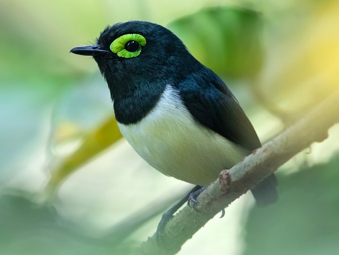 Black-necked Wattle-eye - eBird