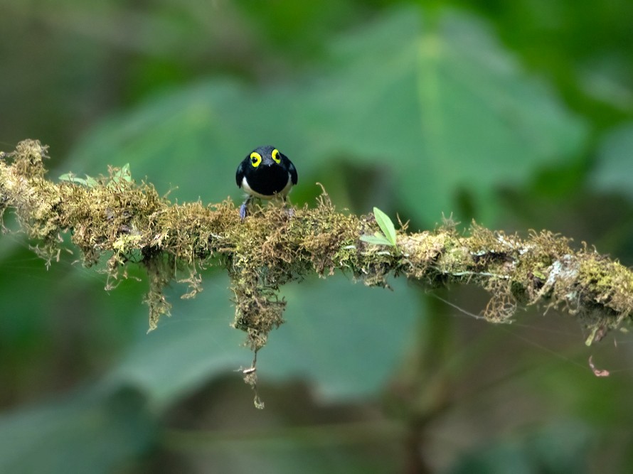 Black-necked Wattle-eye - eBird
