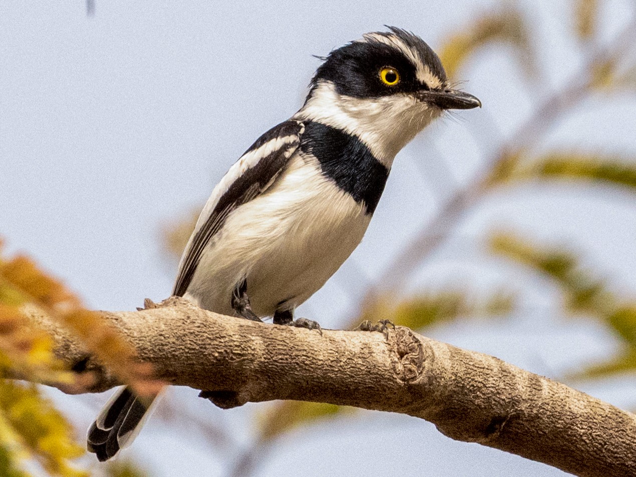 Senegal Batis - eBird