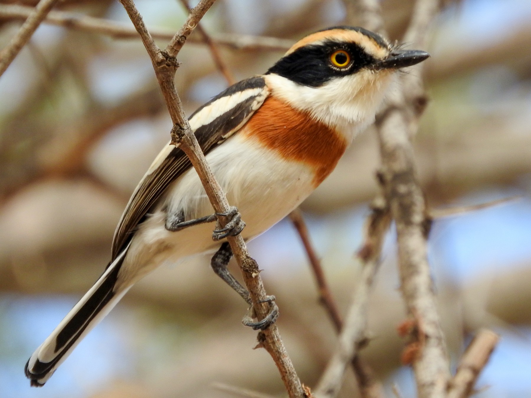 Senegal Batis - eBird