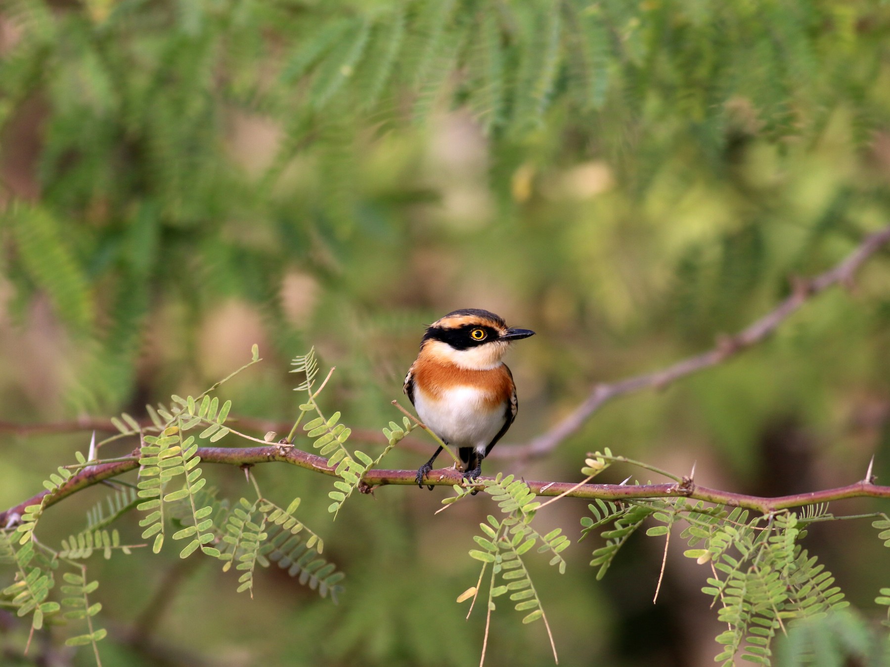 Senegal Batis - eBird