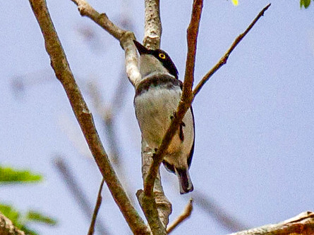 Verreaux's Batis - eBird