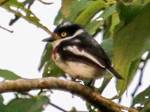Bioko Batis - eBird