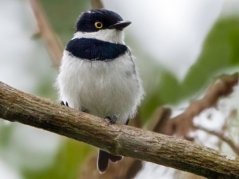 Bioko Batis - Batis poensis - Birds of the World