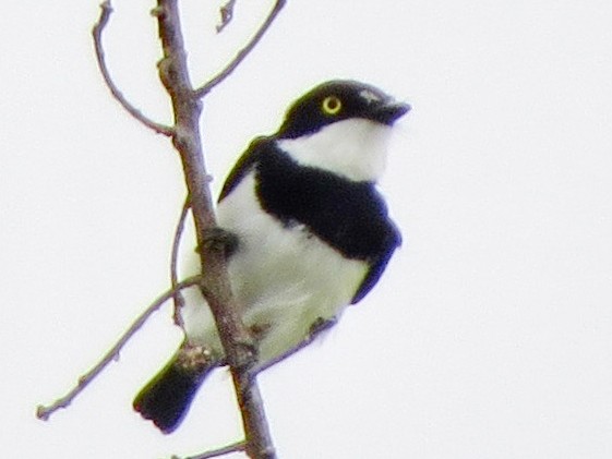 Bioko Batis - eBird