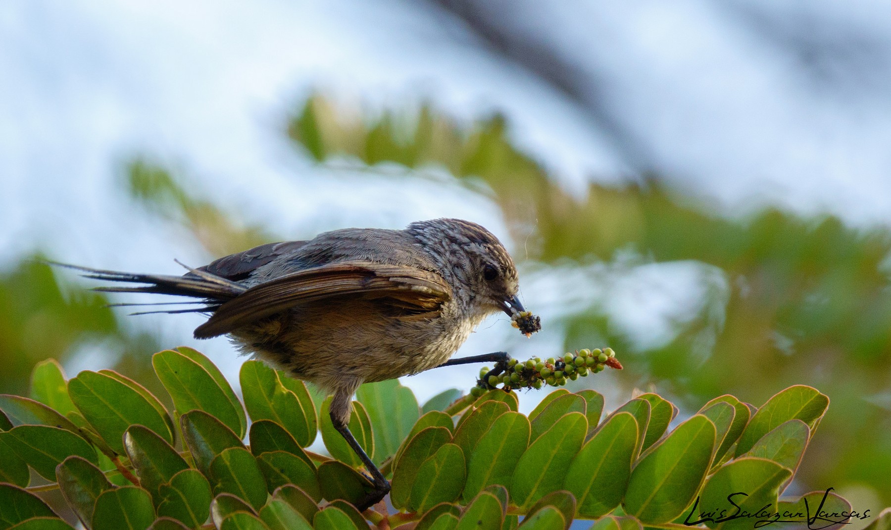 Plain-mantled Tit-Spinetail (grisescens) - eBird