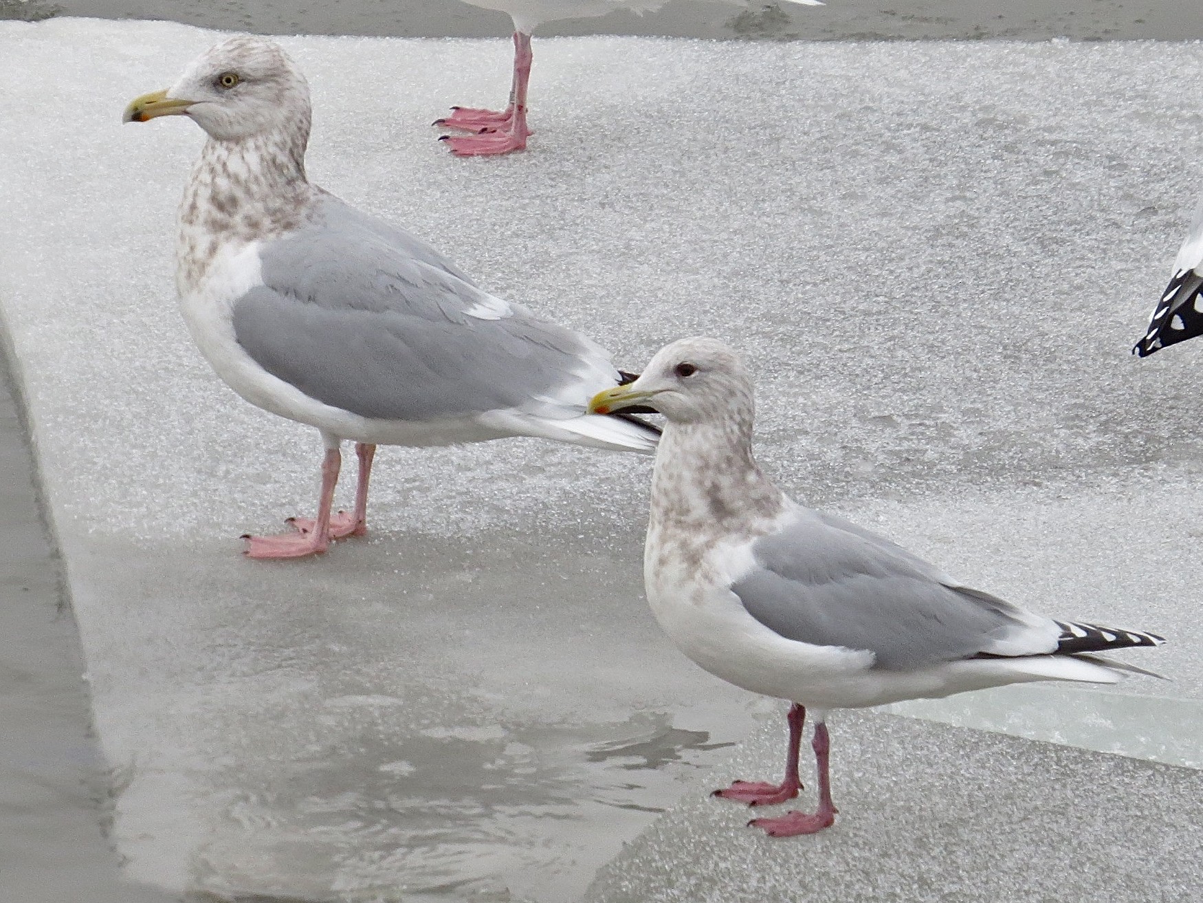 Iceland Gull (Thayer's) - eBird