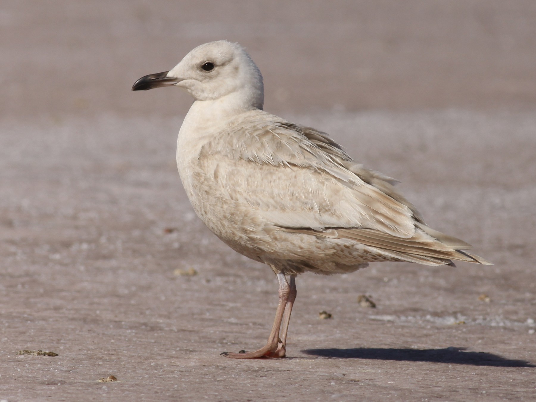 Iceland Gull (Thayer's) - eBird