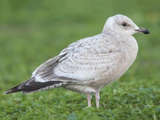 Iceland Gull - eBird