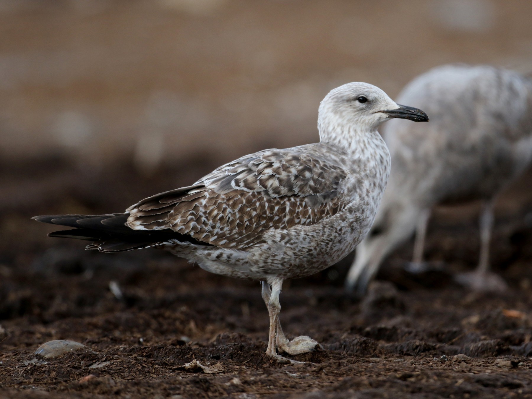 Lesser Black-backed Gull - eBird