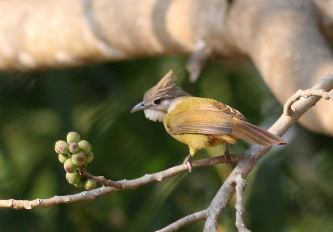 Puff-throated Bulbul (Grey-crowned) - eBird