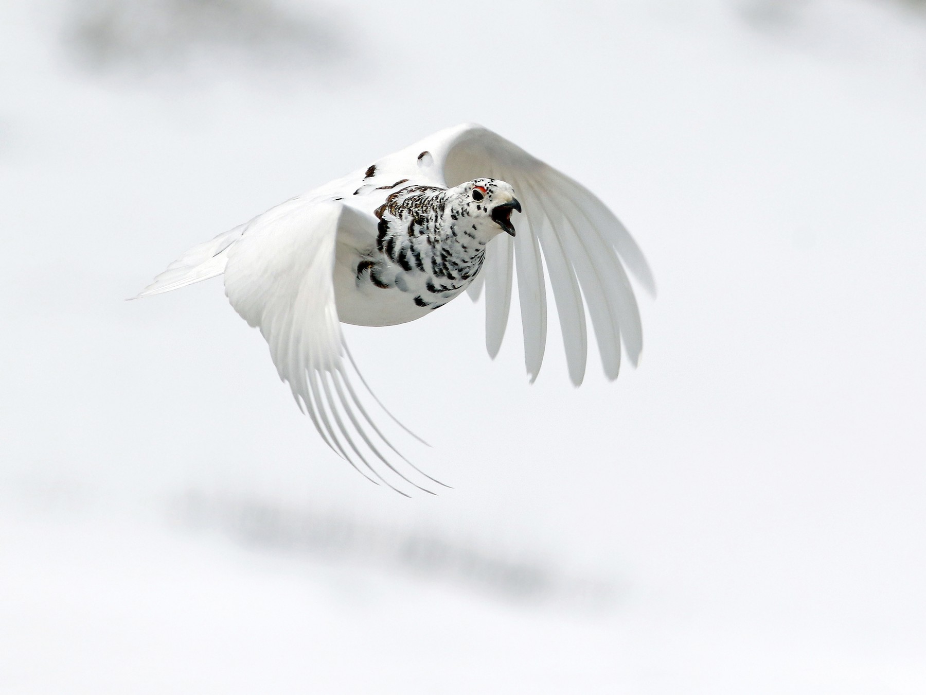 Willow Ptarmigan Winter