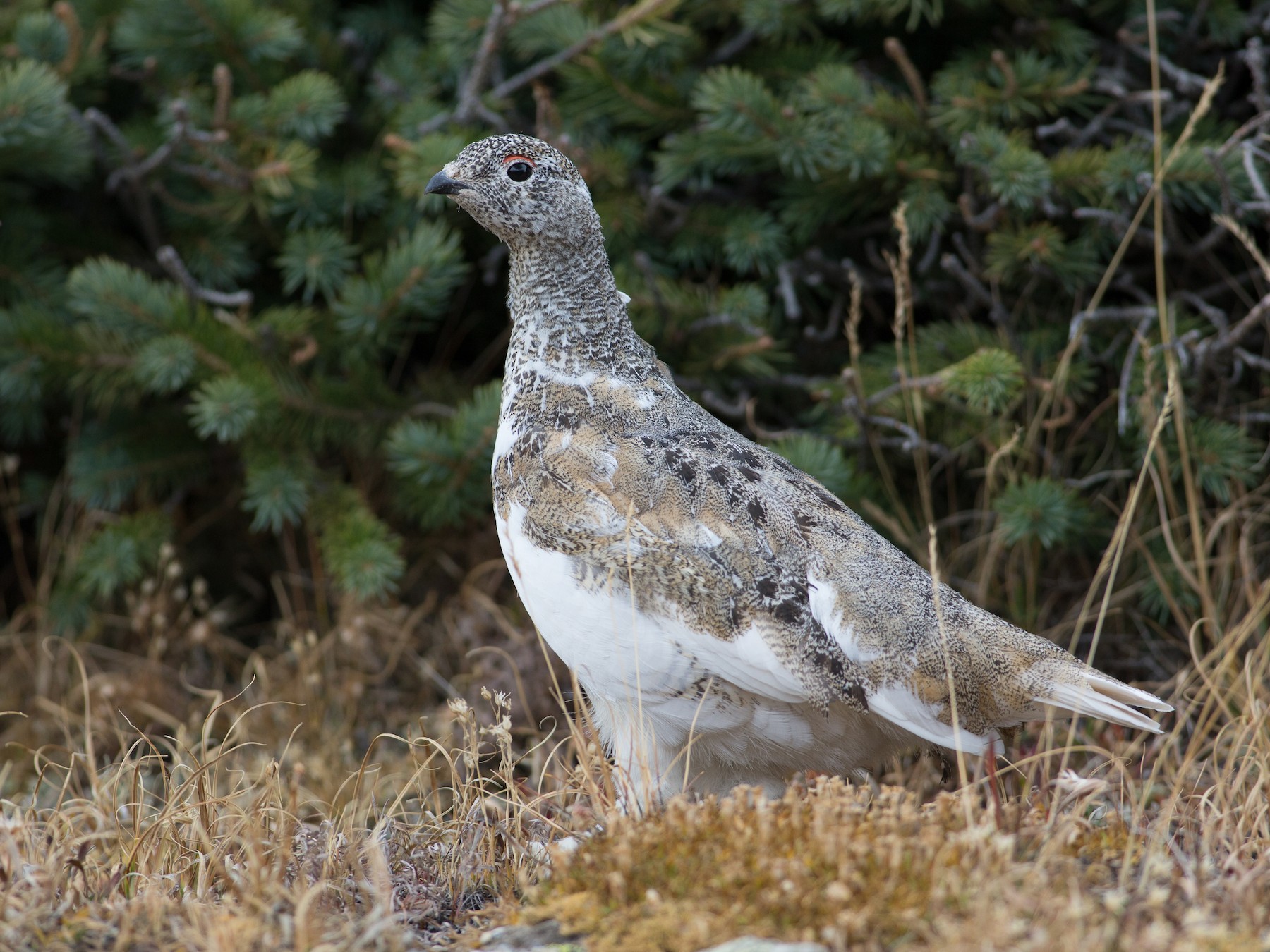 White-tailed Ptarmigan - eBird