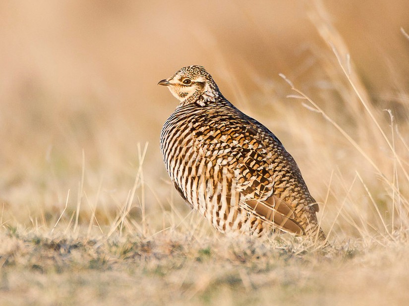 Greater Prairie-Chicken - eBird