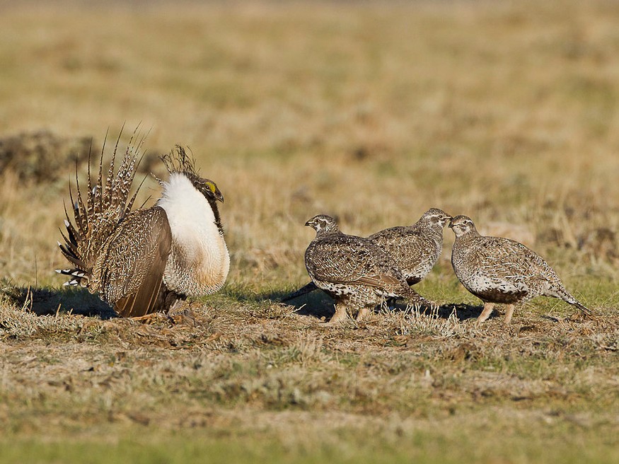 Greater Sage-Grouse - eBird