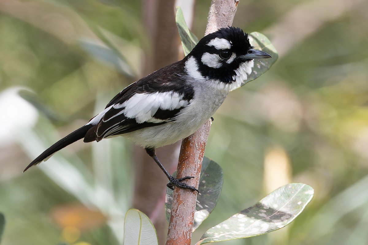 eBird Australia Checklist - 13 Oct 2021 - 33 Sallwood Court, Pinbarren ...